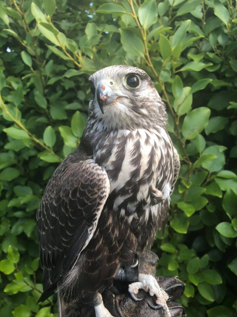 Our Birds – Mayfield Birds Of Prey | Falconry In Ireland