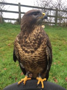 Mayfield Birds Of Prey | Falconry In Ireland – Experience The Ancient ...