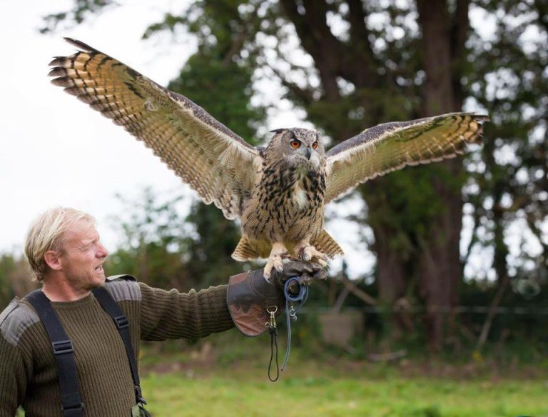 Mayfield Birds Of Prey | Falconry In Ireland – Experience The Ancient ...
